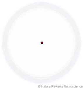 The Role of Eye Movements During Visual Fixation* - Barrow Neurological ...