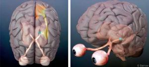 The Role of Eye Movements During Visual Fixation* - Barrow Neurological ...