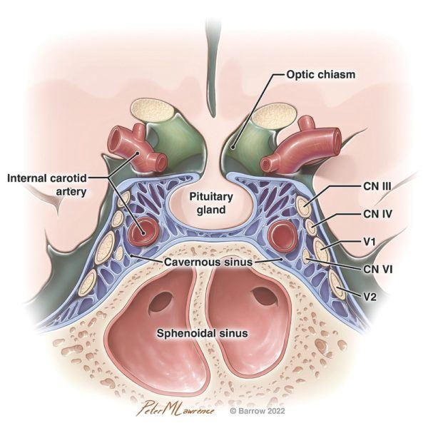 Pituitary Gland Location and Main Functions | Barrow Neurological Institute