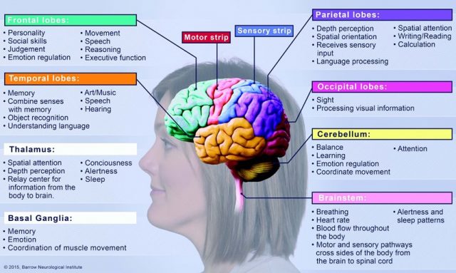 Stroke Education Manual - Barrow Neurological Institute