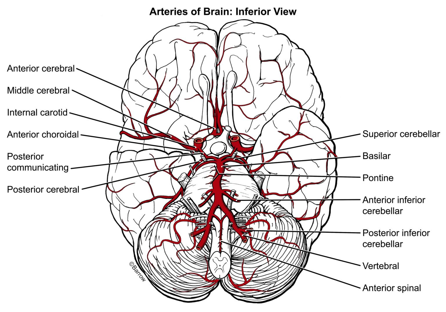 Transcranial Doppler Ultrasound - Barrow Neurological Institute